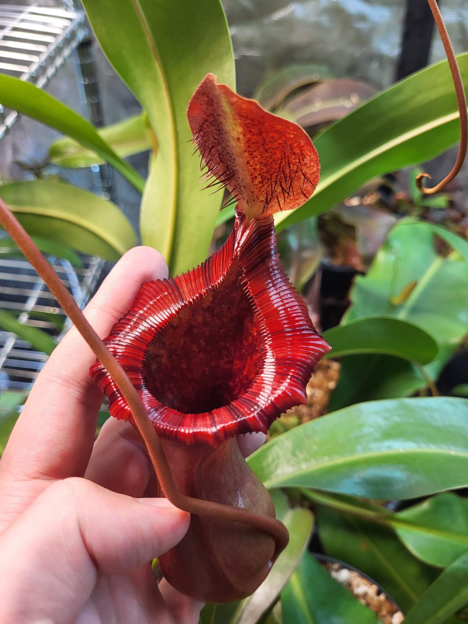 Why Do Carnivorous Plants Feed On Insects? – Elio’s Garden
